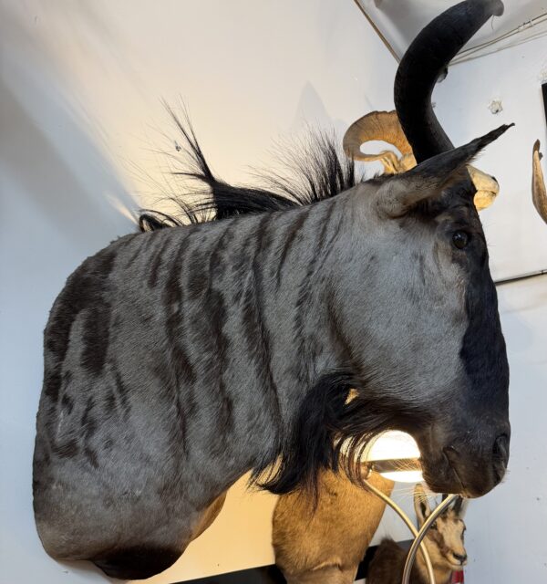WILDEBEEST SHOULDER MOUNT - Taxidermywarehouse